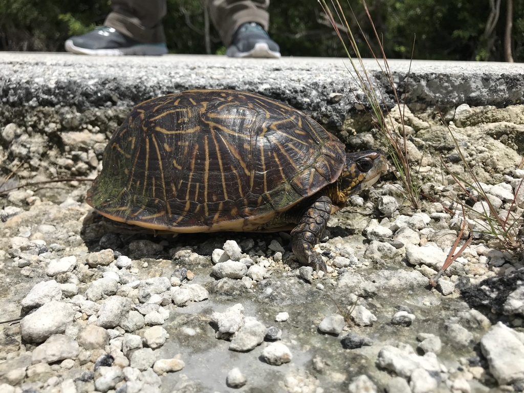 Florida Box Turtle from National Key Deer Refuge, Big Pine Key, FL, US ...