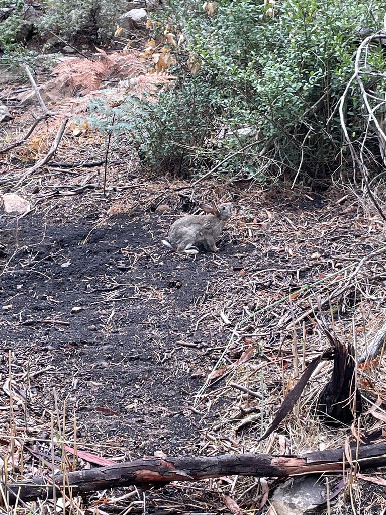 European Rabbit from Adelaide Hills -Ranges, AU-SA, AU on April 21 ...
