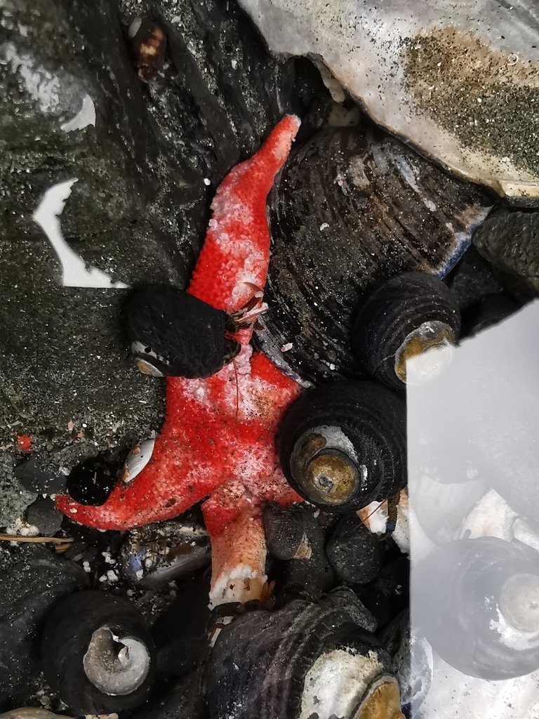 Blood Stars from Crescent City, Kalifornien, USA on January 7, 2025 at ...