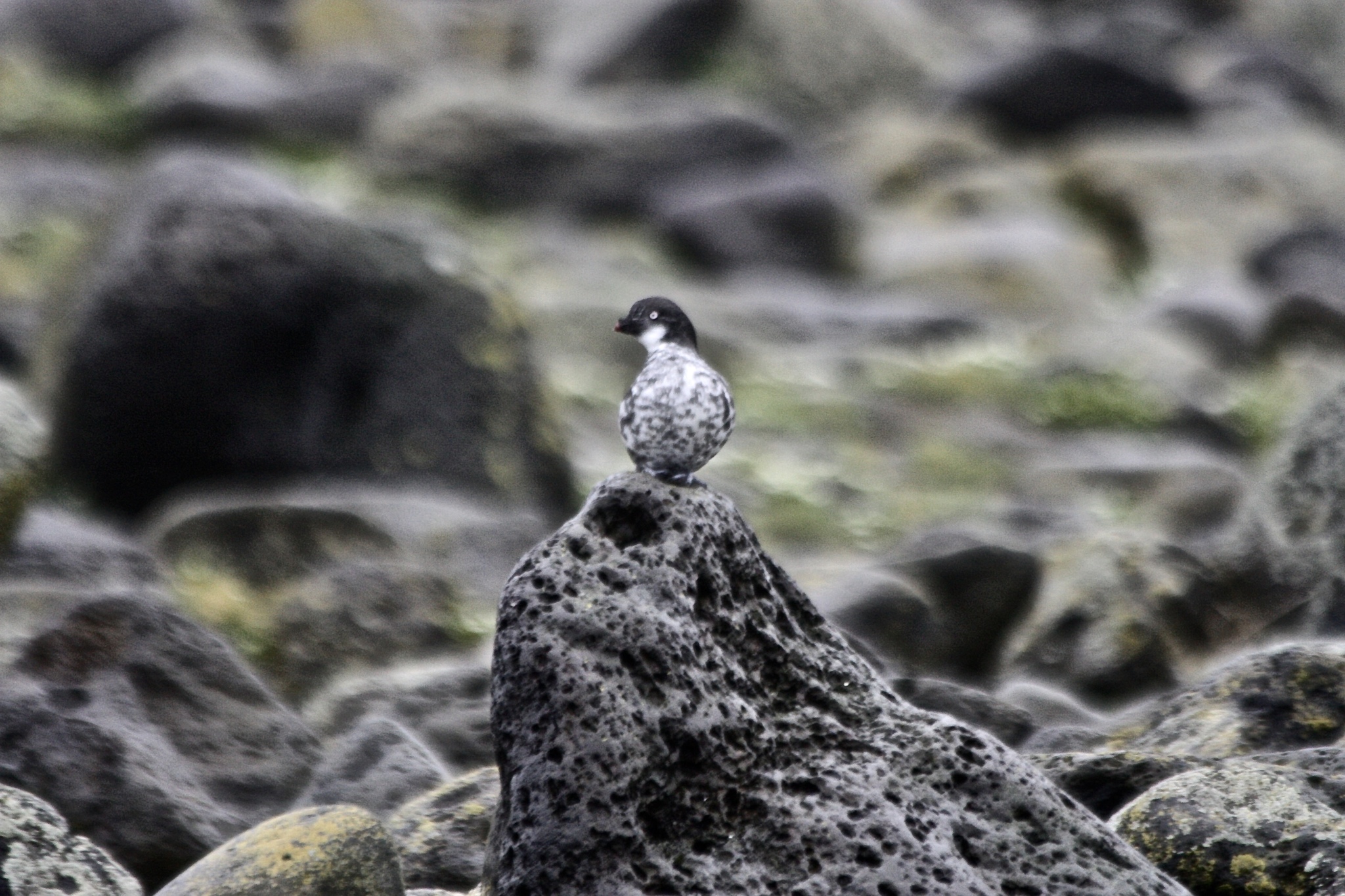 Aethia pusilla (Pallas, 1811)