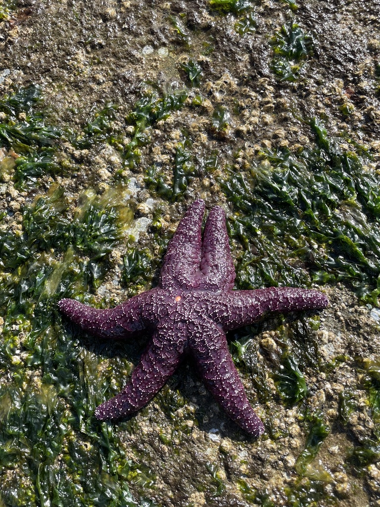 Ochre Sea Star from English Bay, Vancouver, BC, CA on April 20, 2025 at ...