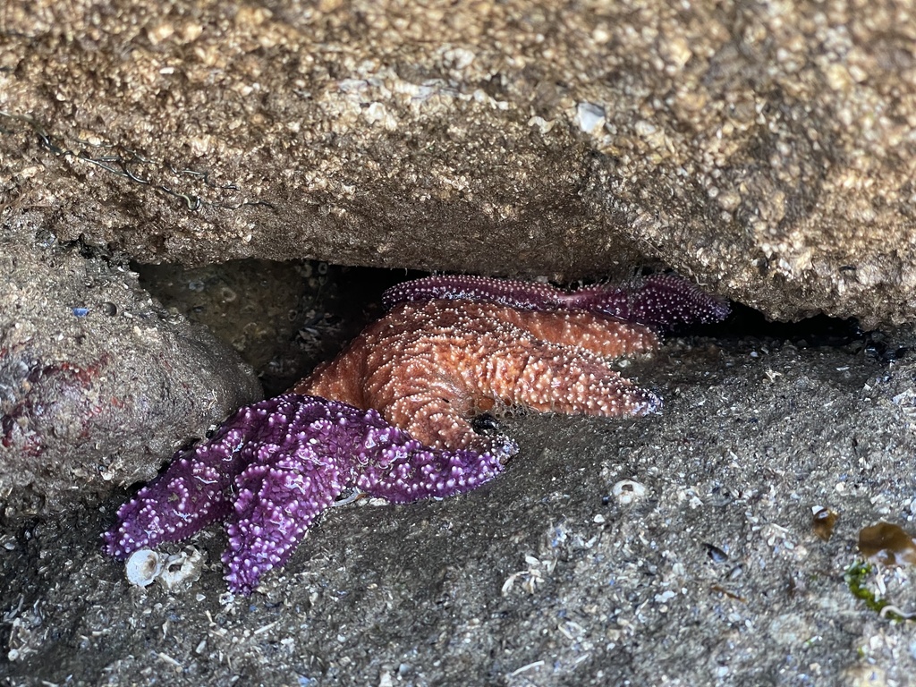 Ochre Sea Star from English Bay, Vancouver, BC, CA on April 20, 2025 at ...