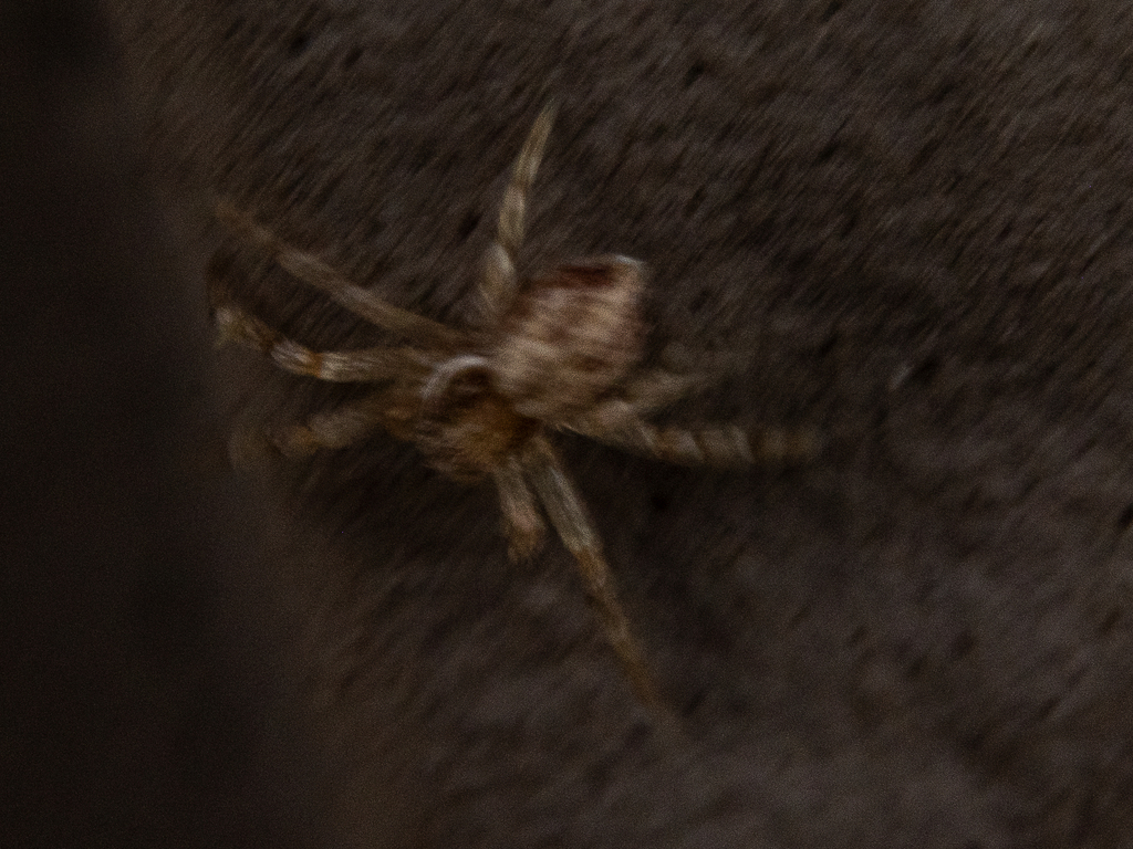 Running Crab Spiders in April 2025 by Alan Yoshioka · iNaturalist