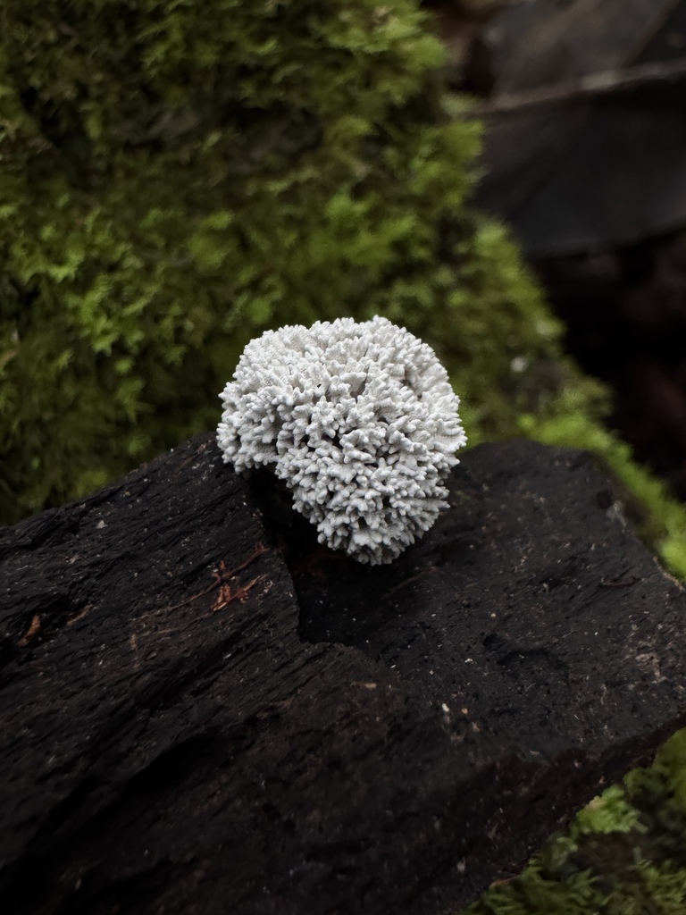Fungi Including Lichens from North Maleny QLD 4552, Australia on April ...