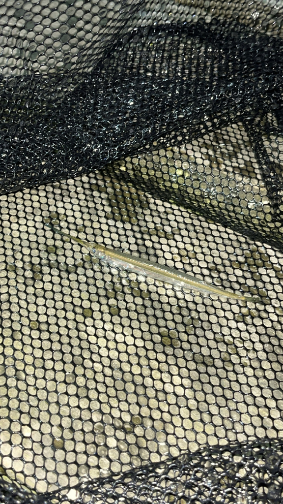 Ray-finned Fishes in April 2025 by tyleradcock · iNaturalist