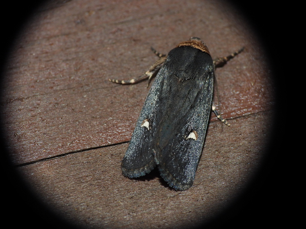 Proteuxoa testaceicollis from Coomba Park NSW 2428, Australia on April ...