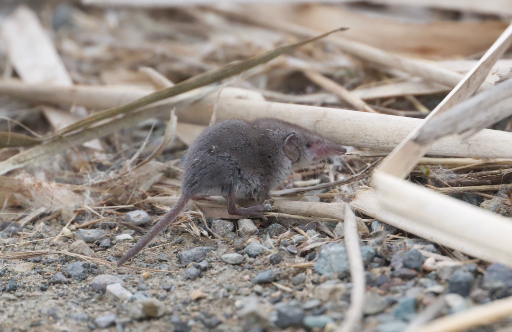 Asian Lesser White-toothed Shrew from Shacheng, Hebei, Huailai County ...