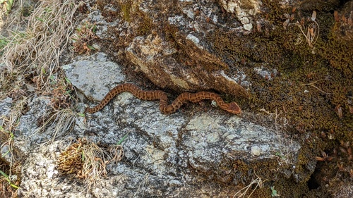 Himalayan Pitviper (Gloydius himalayanus) - Snakes and Lizards