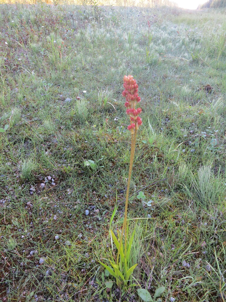 Sticky False Asphodel from Canada, Northwest Territories, County, Hwy ...