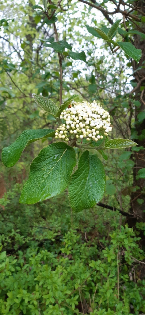 Wayfaring-tree from East Sussex, England, GB on April 20, 2025 at 09:18 ...