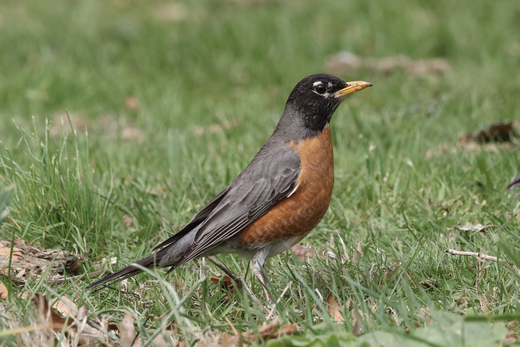 American Robin from Fairmount Park, Philadelphia, PA, US on April 20 ...