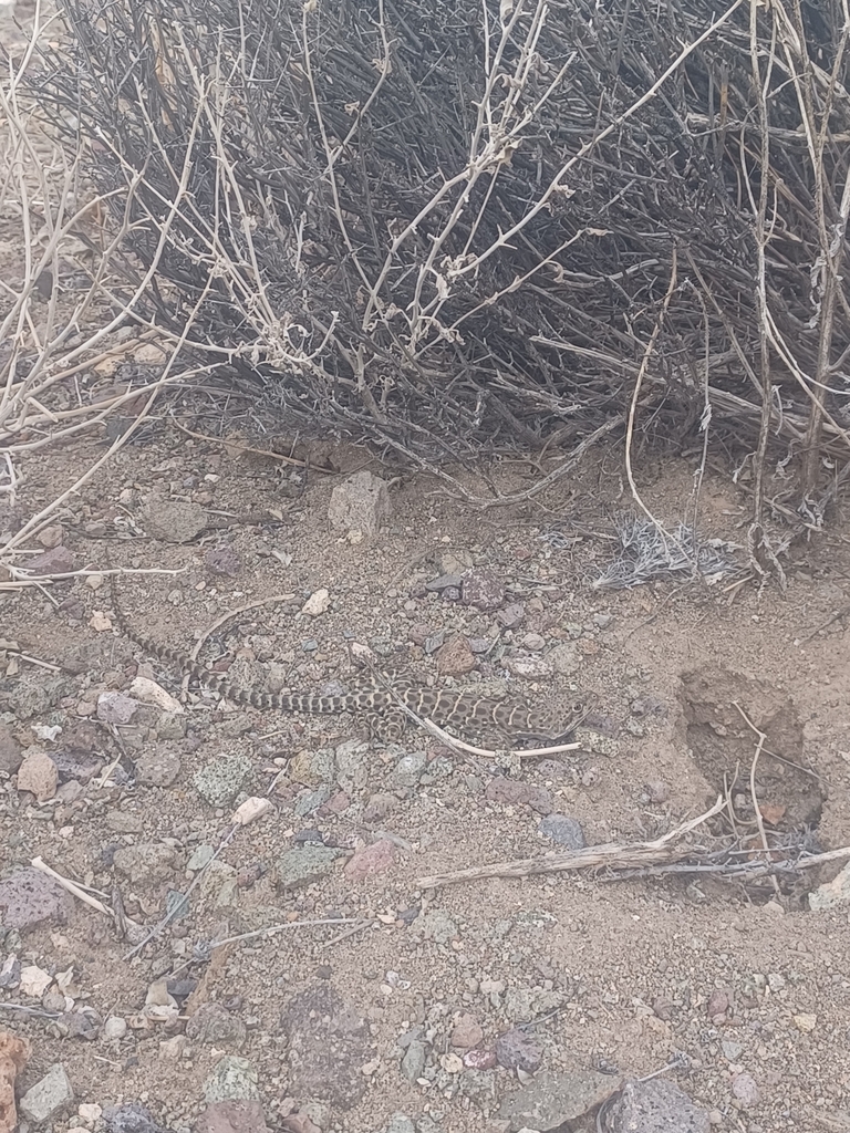 Long-nosed Leopard Lizard from COTTONWOOD CV, NV 89046, USA on April 3 ...
