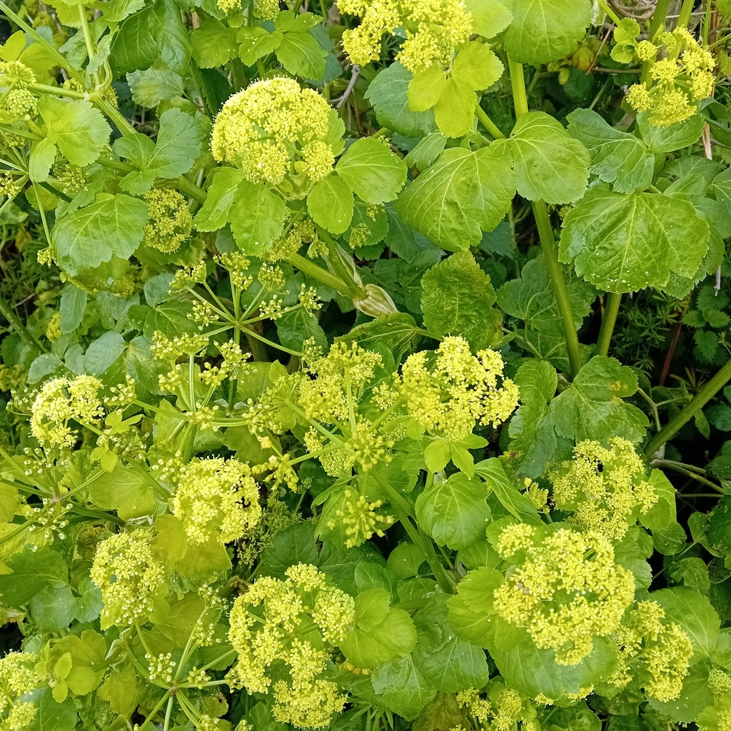 Alexanders from Holford, Bridgwater TA5 1SP, UK on April 21, 2025 at 11:46 AM by Mark Wilson ...