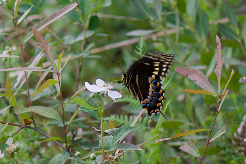 Palamedes Swallowtail in April 2025 by Josh Teyler · iNaturalist