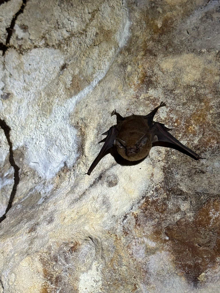 Lesser Dog-like Bat in April 2025 by Mike Mora · iNaturalist