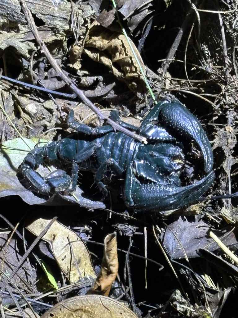Heterometrus laevigatus from Song Phi Nong, Kaeng Krachan, Phetchaburi ...