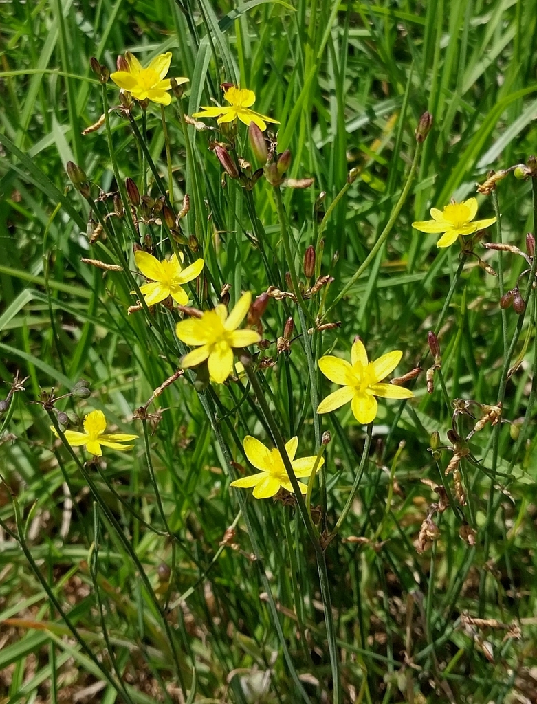 yellow rush-lily from Hillside VIC 3875, Australia on February 20, 2025 ...