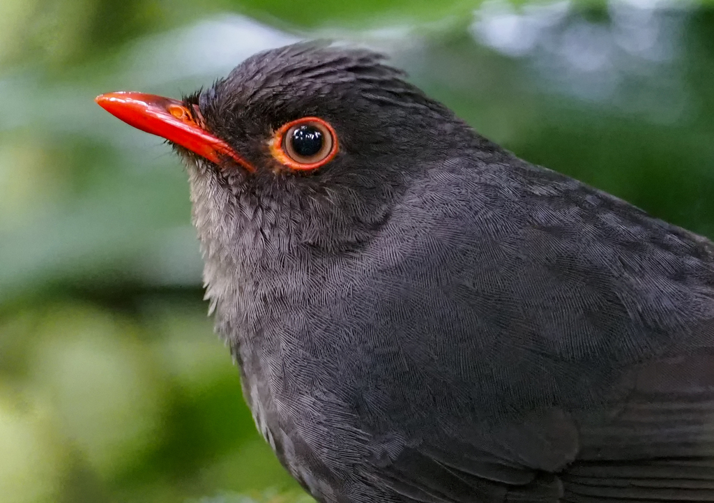 Slaty-backed Nightingale-Thrush (Catharus fuscater) - Avian Discovery