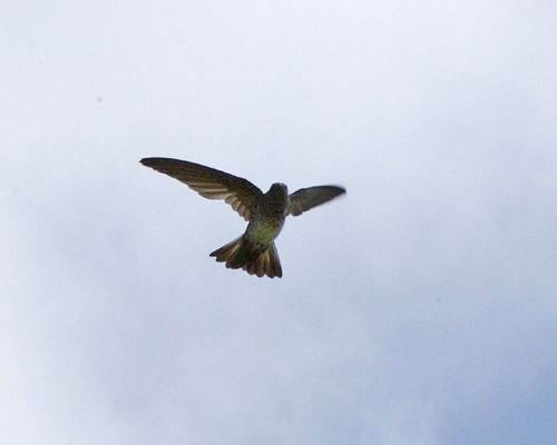 Cave Swiftlet (Collocalia linchi) · iNaturalist