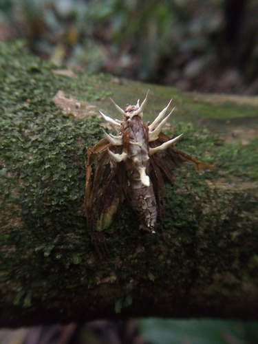 Akanthomyces pistillariiformis · iNaturalist