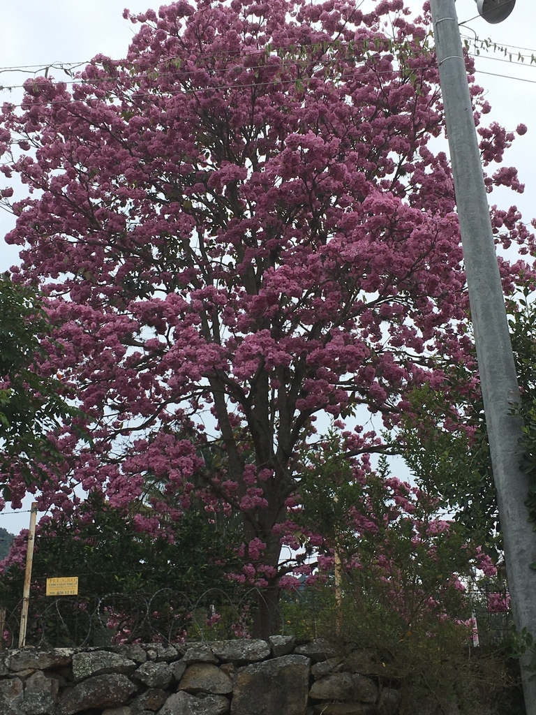 Apamate rosa desde Fusagasugá, CO-CU, CO el 16 de agosto de 2019 a las ...