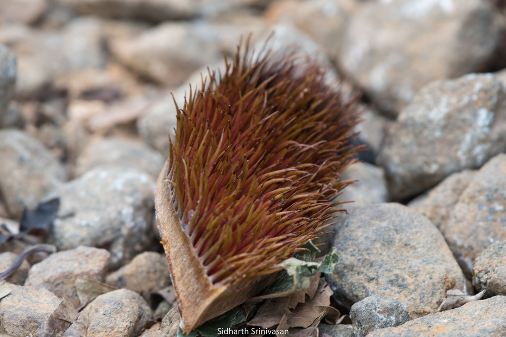 wild durian (Cullenia exarillata) - Botanical Realm