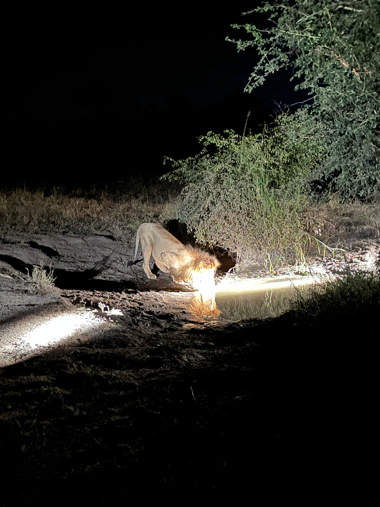 Southern Lion in April 2025 by quinn kuiken · iNaturalist