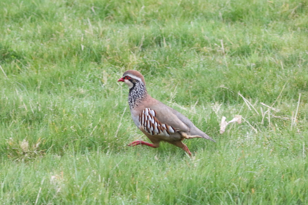 Red-legged Partridge from Angus, UK on April 21, 2025 at 10:25 AM by ...