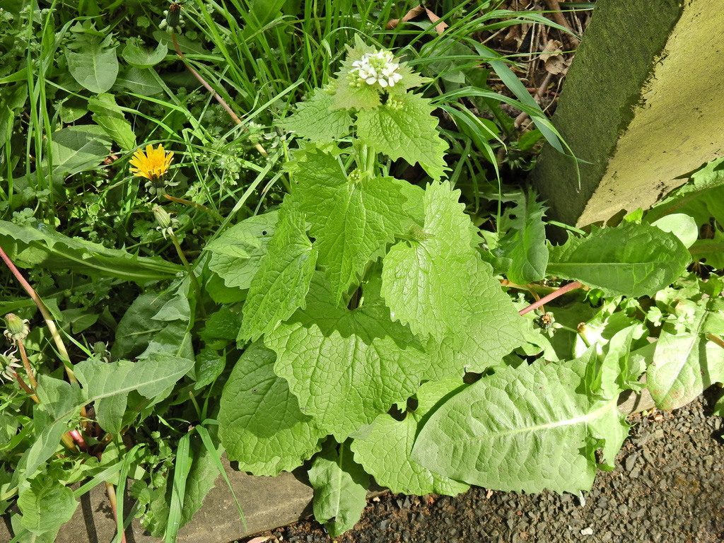 garlic mustard from St Luke's Churchyard, Marsh Hall Pad, Widnes ...