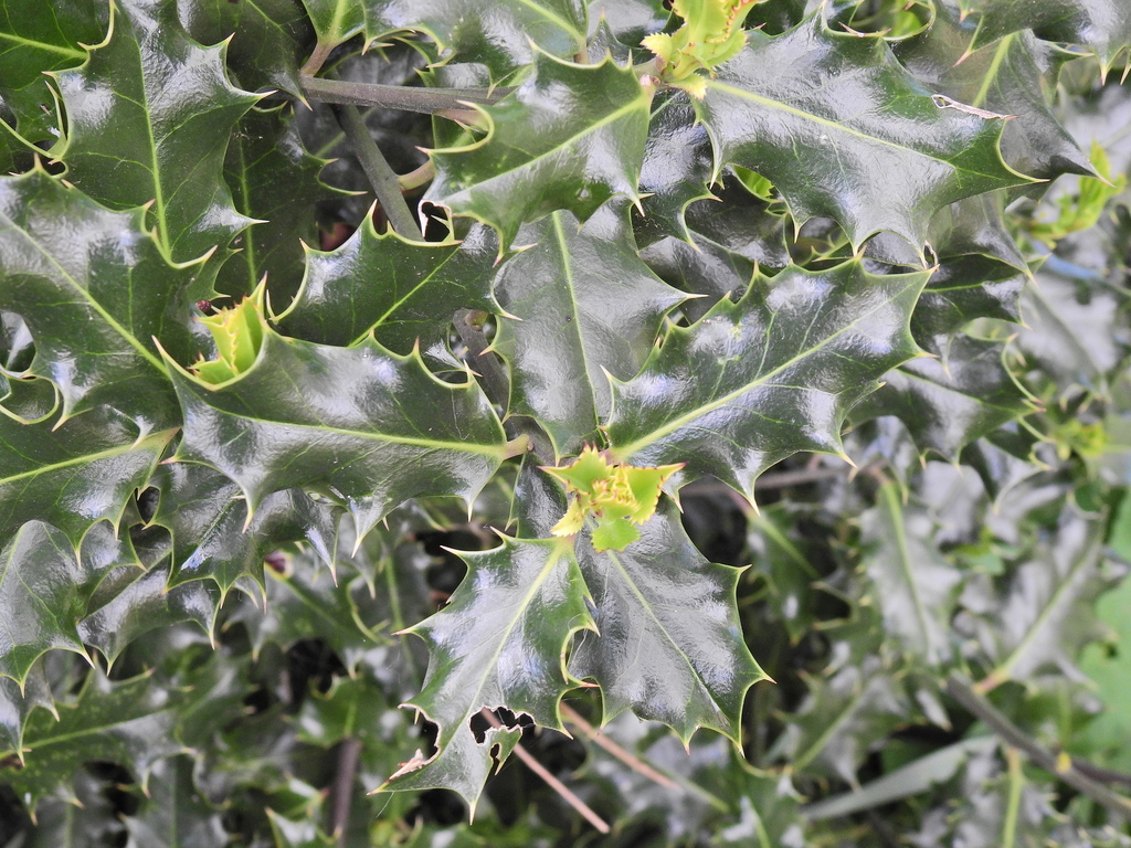 European holly from St Luke's Churchyard, Marsh Hall Pad, Widnes ...