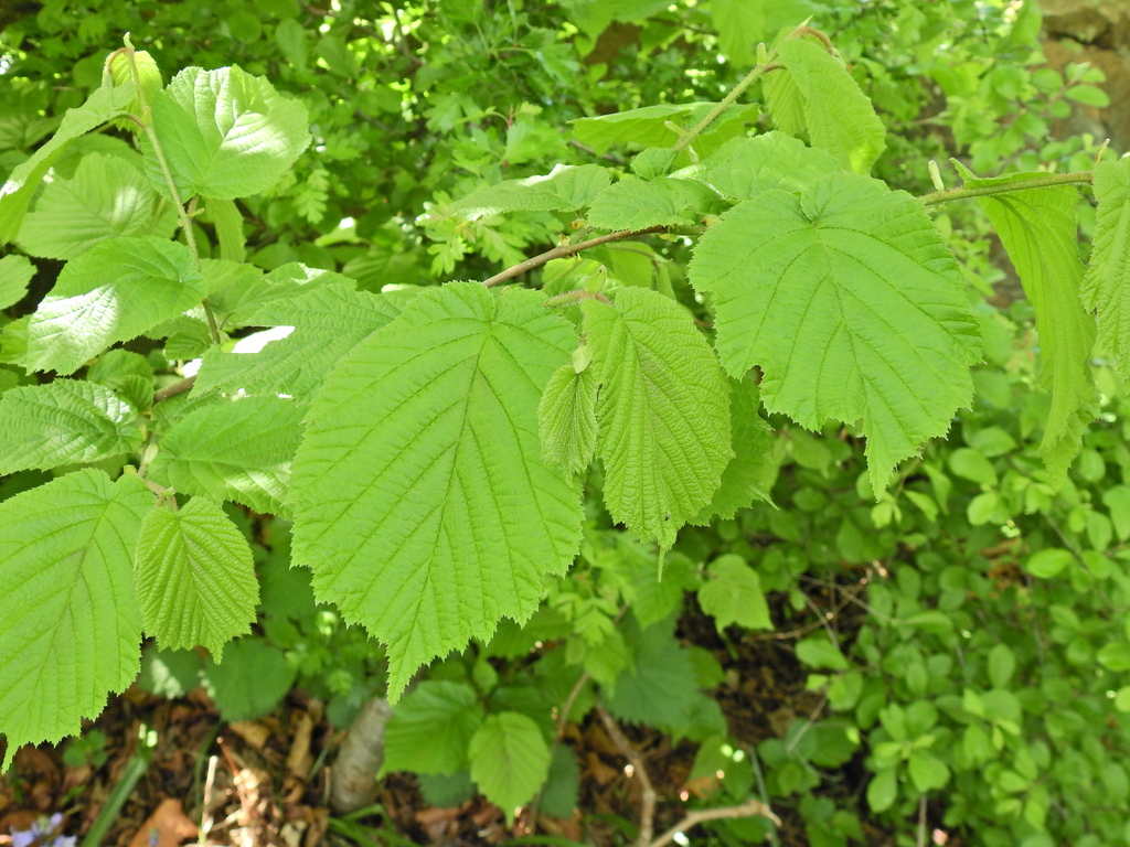 common hazel from St Luke's Churchyard, Marsh Hall Pad, Widnes, Halton ...