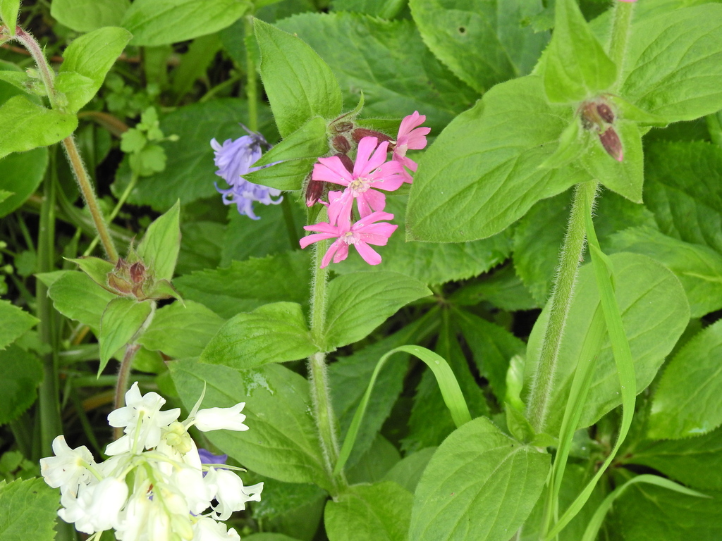 red campion from St Luke's Churchyard, Marsh Hall Pad, Widnes, Halton ...