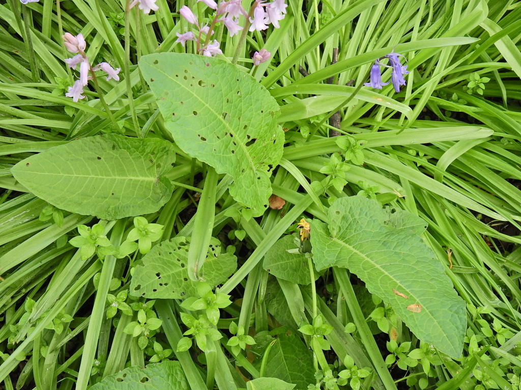 broad-leaved dock from St Luke's Churchyard, Marsh Hall Pad, Widnes ...