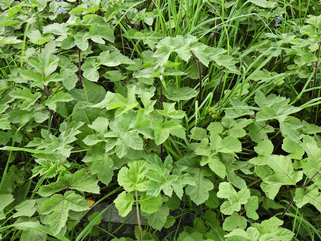 hogweed from St Luke's Churchyard, Marsh Hall Pad, Widnes, Halton, UK ...