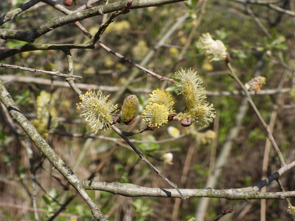 goat willow from Cornwall, UK on April 21, 2025 at 02:07 PM by Rebecca ...