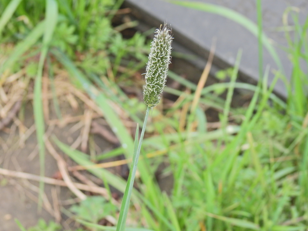 Meadow Foxtail from St Luke's Churchyard, Marsh Hall Pad, Widnes ...