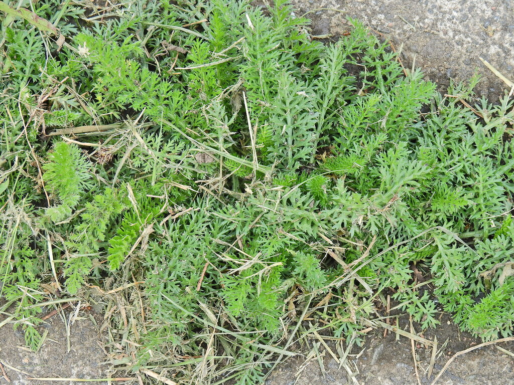 common yarrow from St Luke's Churchyard, Marsh Hall Pad, Widnes, Halton ...