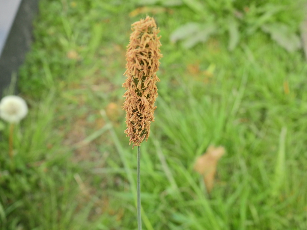 Meadow Foxtail from St Luke's Churchyard, Marsh Hall Pad, Widnes ...