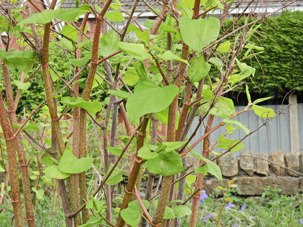 Japanese knotweed from St Luke's Churchyard, Marsh Hall Pad, Widnes ...