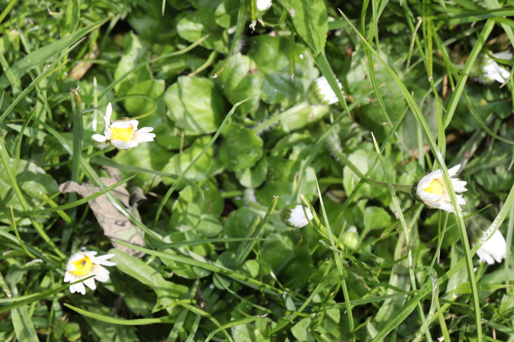 Lawn daisy from St Luke's Churchyard, Marsh Hall Pad, Farnworth, Widnes ...