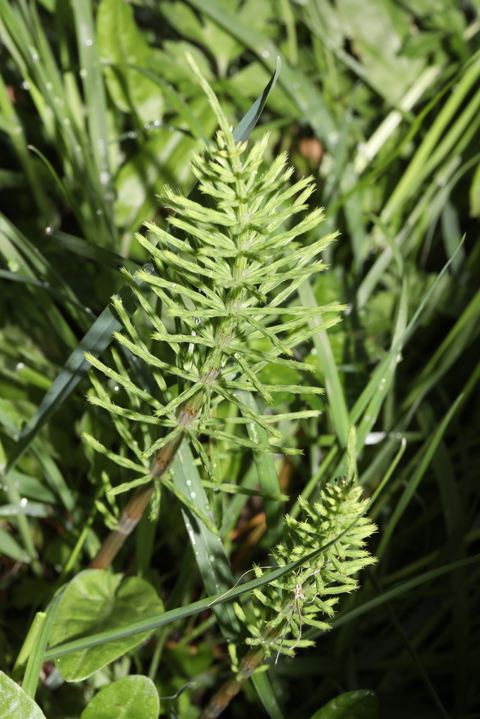 field horsetail from St Luke's Churchyard, Marsh Hall Pad, Farnworth ...