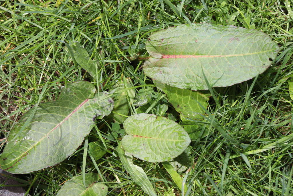 broad-leaved dock from St Luke's Churchyard, Marsh Hall Pad, Farnworth ...
