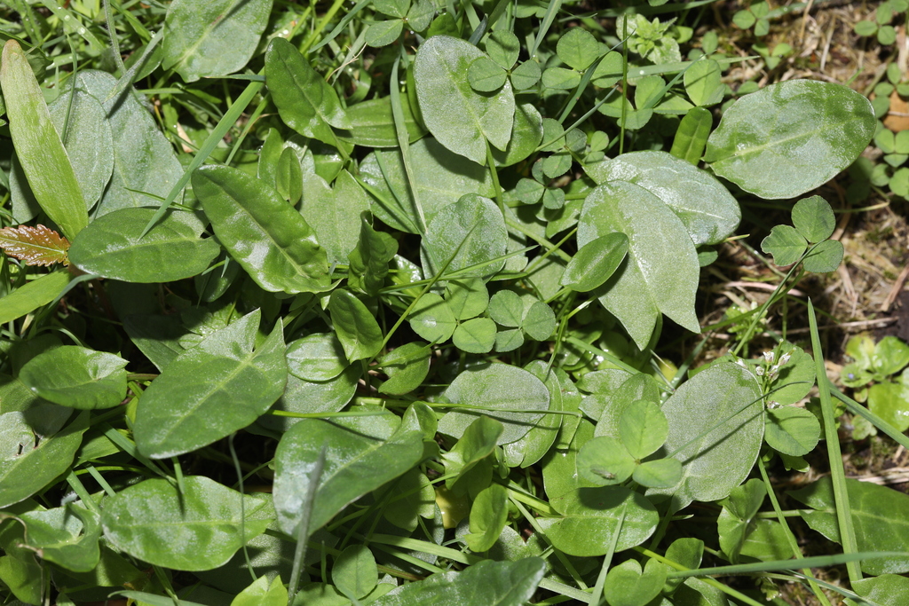 Common Sorrel from St Luke's Churchyard, Marsh Hall Pad, Farnworth ...
