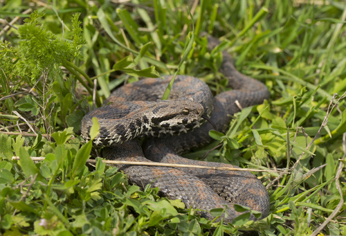 Armenian Viper (Montivipera raddei) - Snakes and Lizards