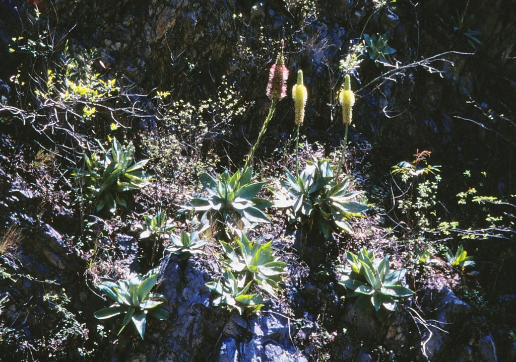 Mitis Century Plant from Pinal de Amoles, Qro., México on April 15 ...