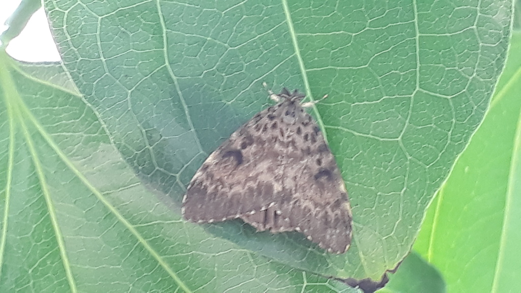 Lymantria ampla from Idinjar, Kerala 695563, India on May 6, 2019 at 02 ...