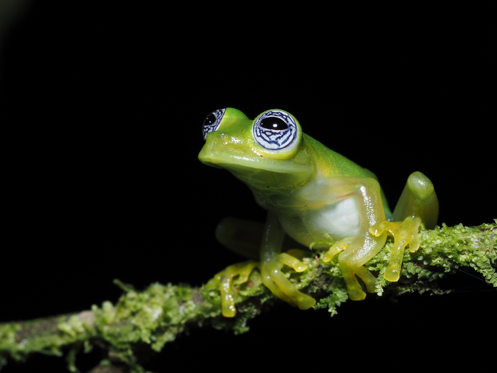 Ghost Glass Frog (Night Tours at Papa´s Place) · iNaturalist