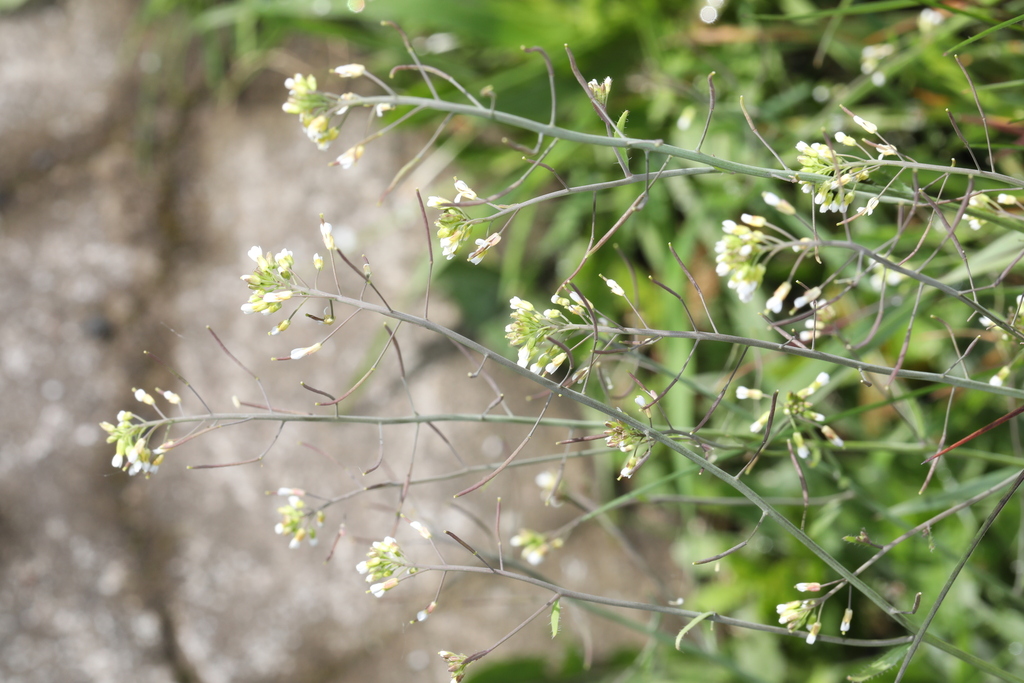 mouse-ear cress from St Luke's Churchyard, Marsh Hall Pad, Farnworth ...