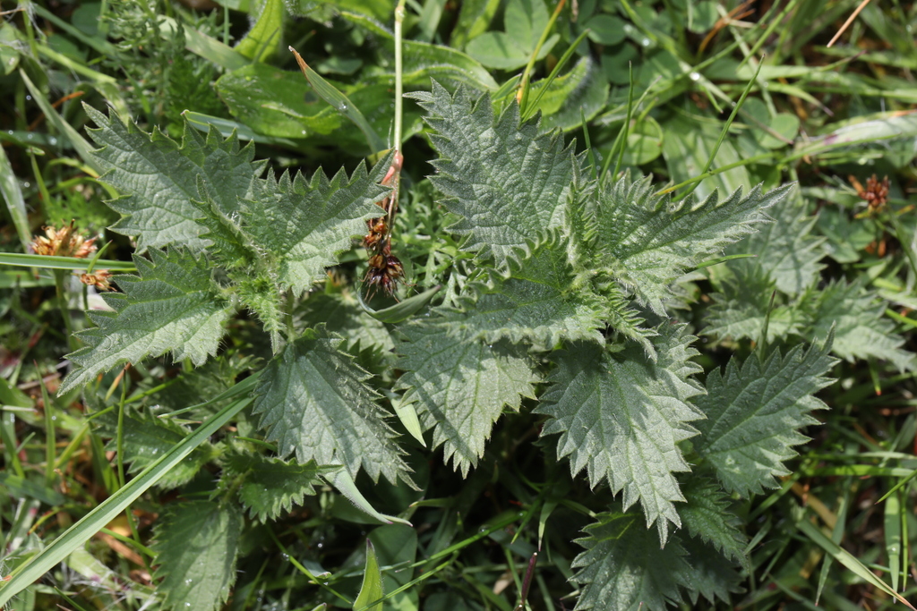 great stinging nettle from St Luke's Churchyard, Marsh Hall Pad ...