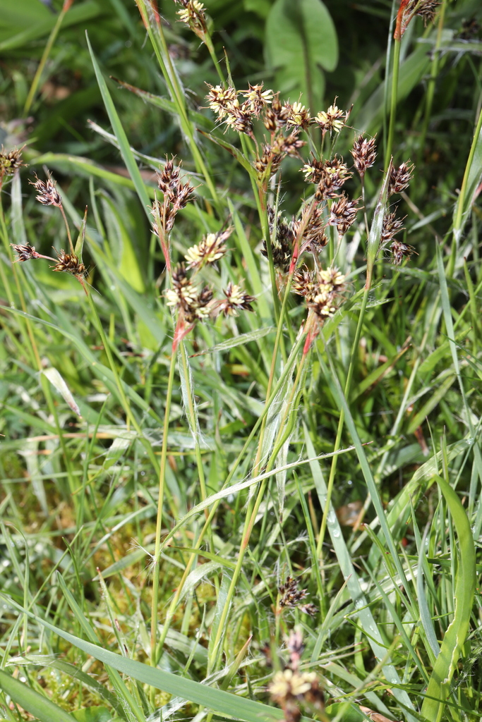 Field woodrush from St Luke's Churchyard, Marsh Hall Pad, Farnworth ...